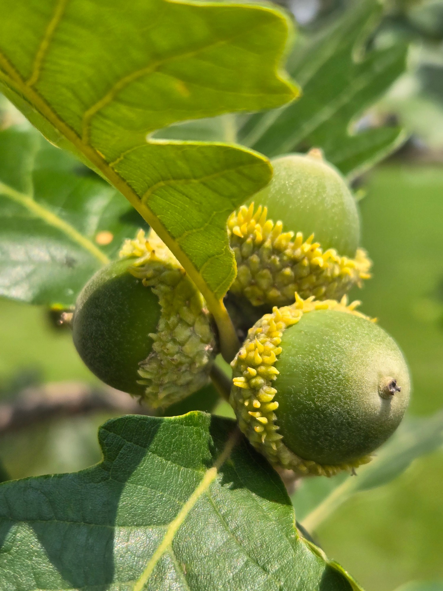 Pear, Pawpaw, Persimmon, Pokeweed, Elderberry, Che, Acorn – Mountain Figs