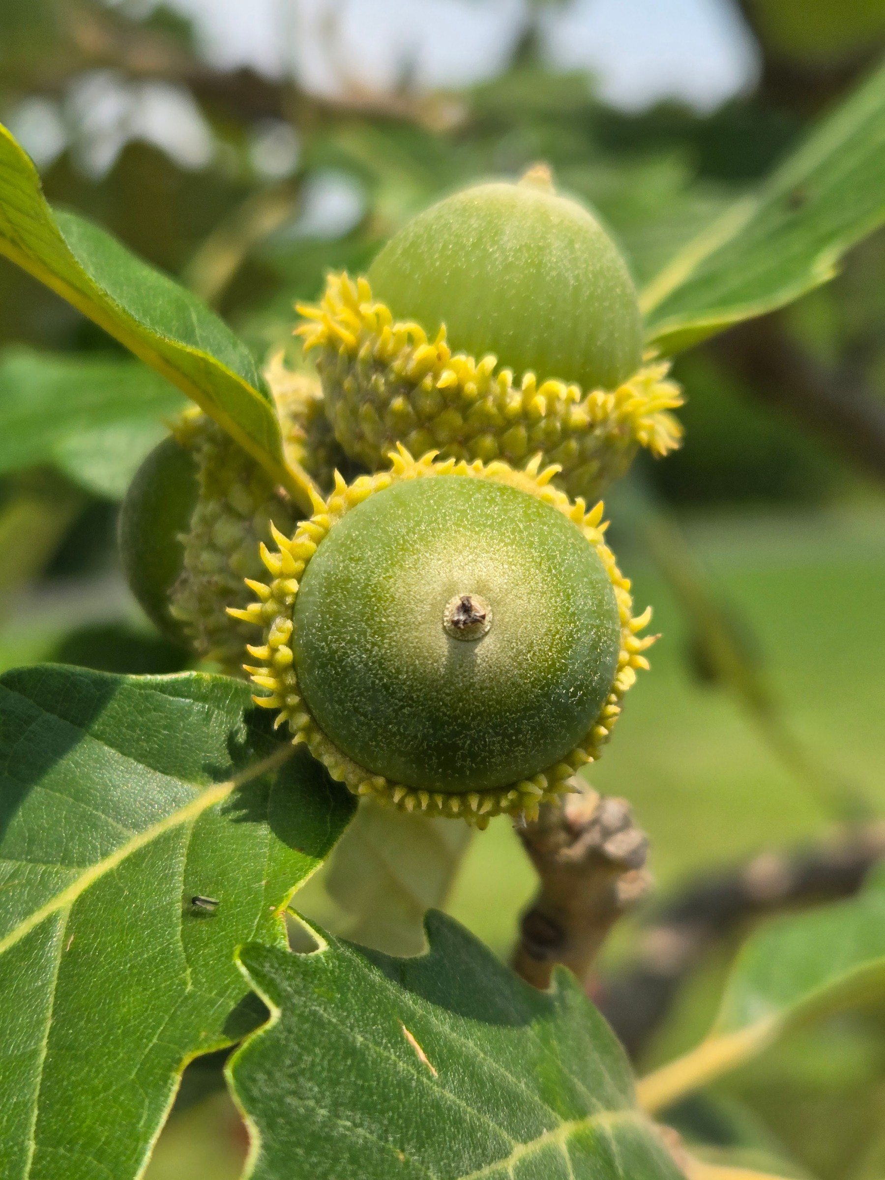Pear, Pawpaw, Persimmon, Pokeweed, Elderberry, Che, Acorn – Mountain Figs