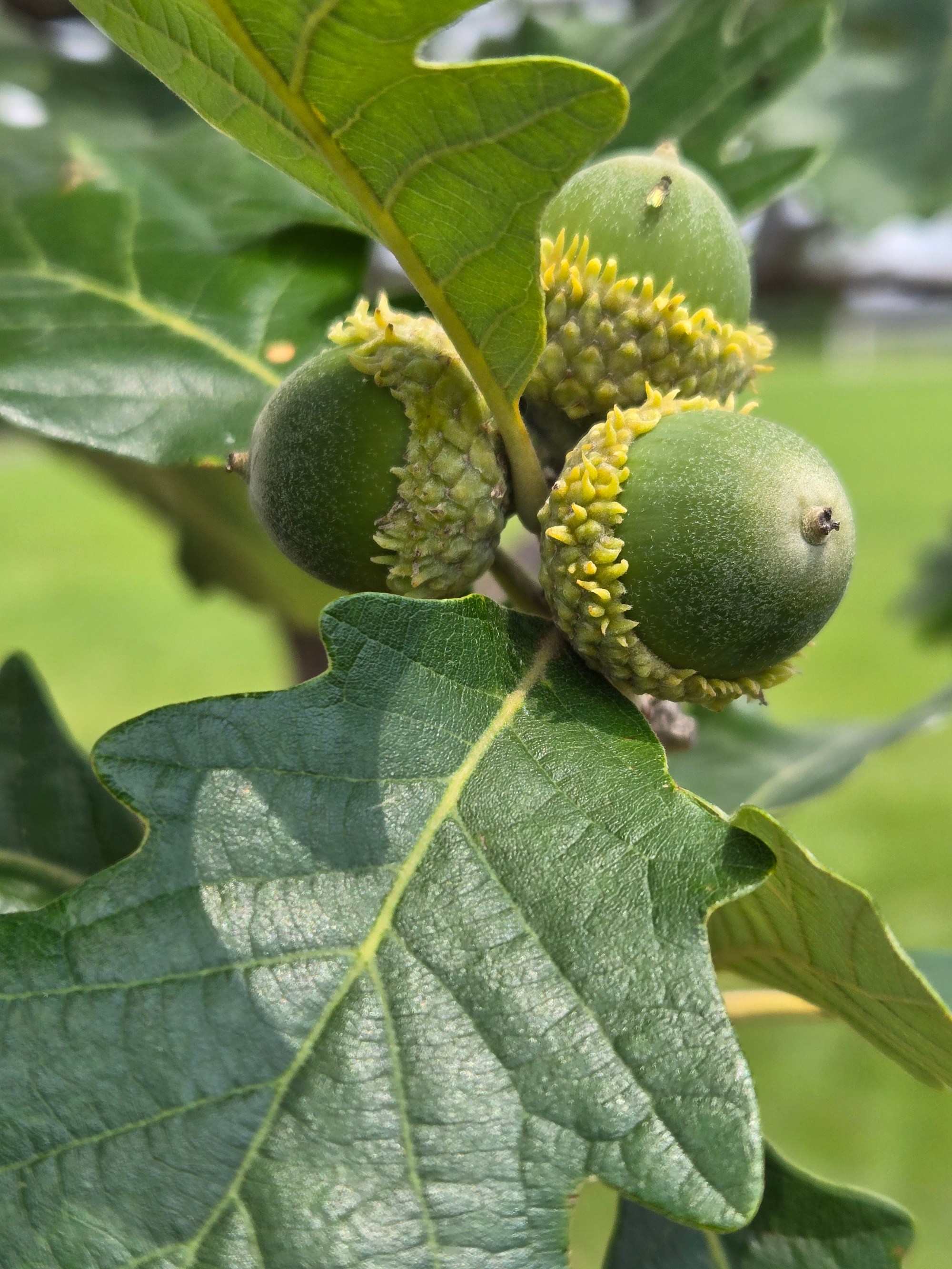 Pear, Pawpaw, Persimmon, Pokeweed, Elderberry, Che, Acorn – Mountain Figs