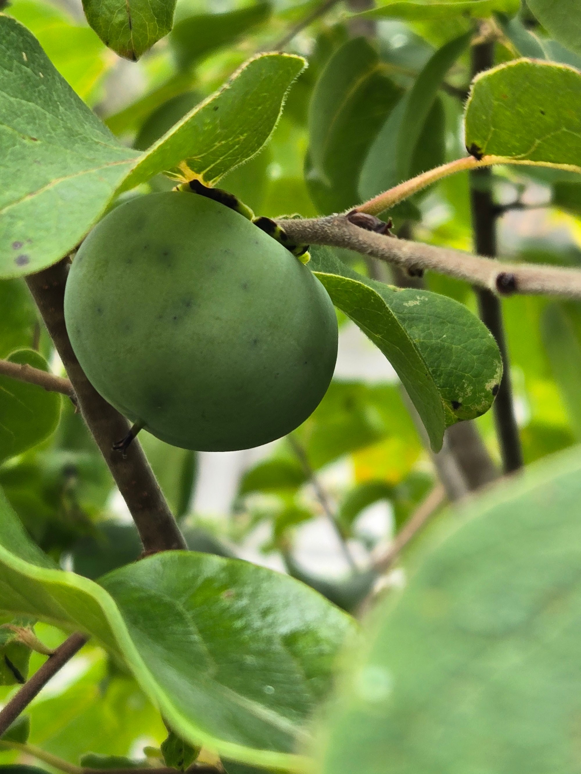 Pear, Pawpaw, Persimmon, Pokeweed, Elderberry, Che, Acorn – Mountain Figs