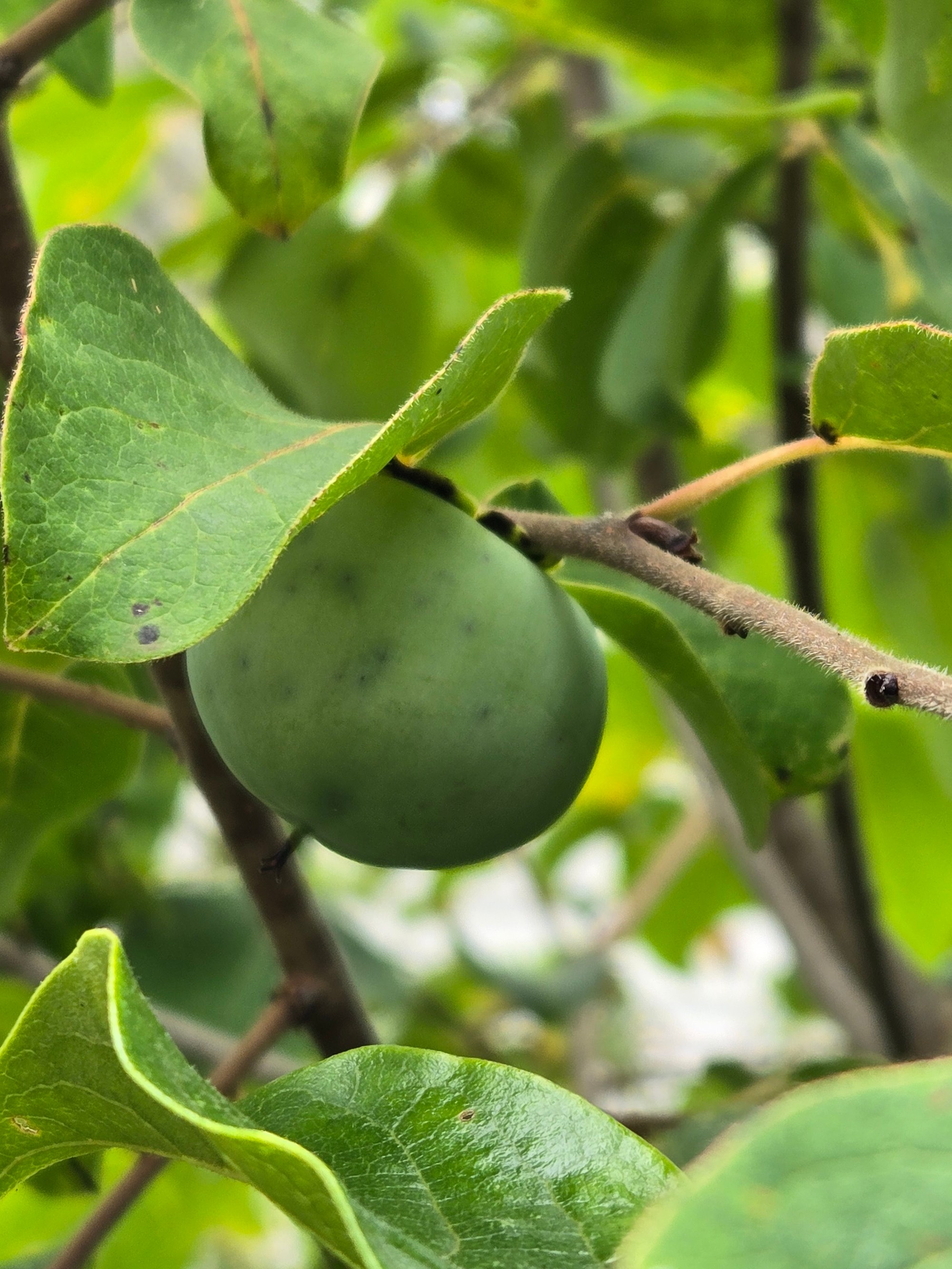 Pear, Pawpaw, Persimmon, Pokeweed, Elderberry, Che, Acorn – Mountain Figs