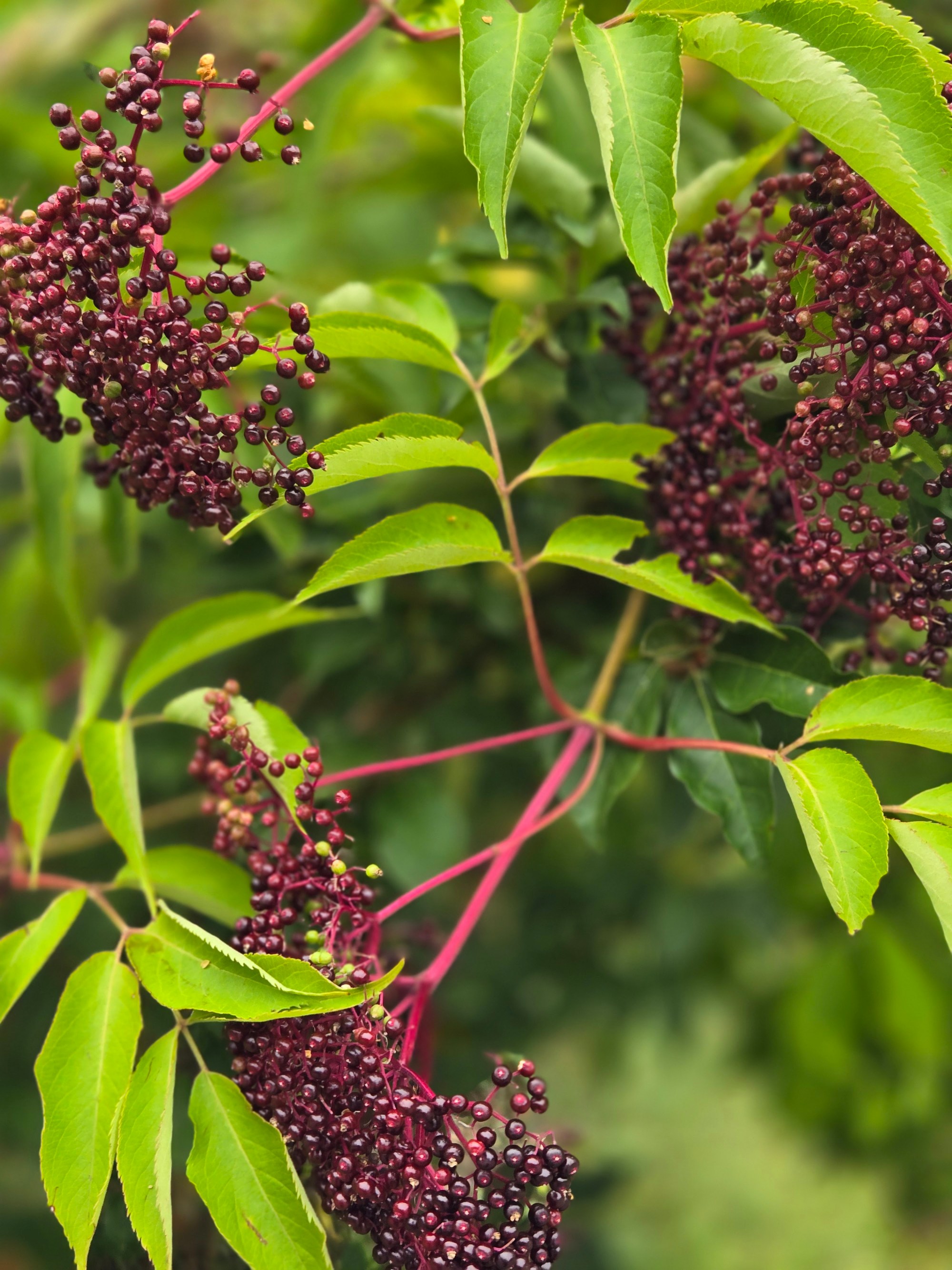 Pear, Pawpaw, Persimmon, Pokeweed, Elderberry, Che, Acorn – Mountain Figs