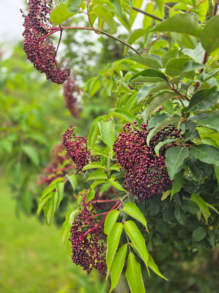 Pear, Pawpaw, Persimmon, Pokeweed, Elderberry, Che, Acorn – Mountain Figs