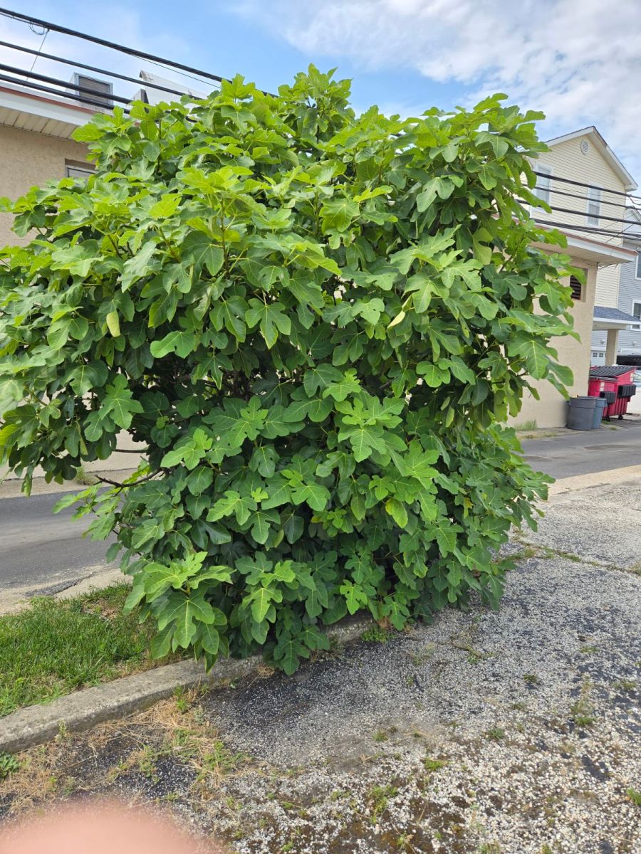 Reliable Figs – Mountain Figs