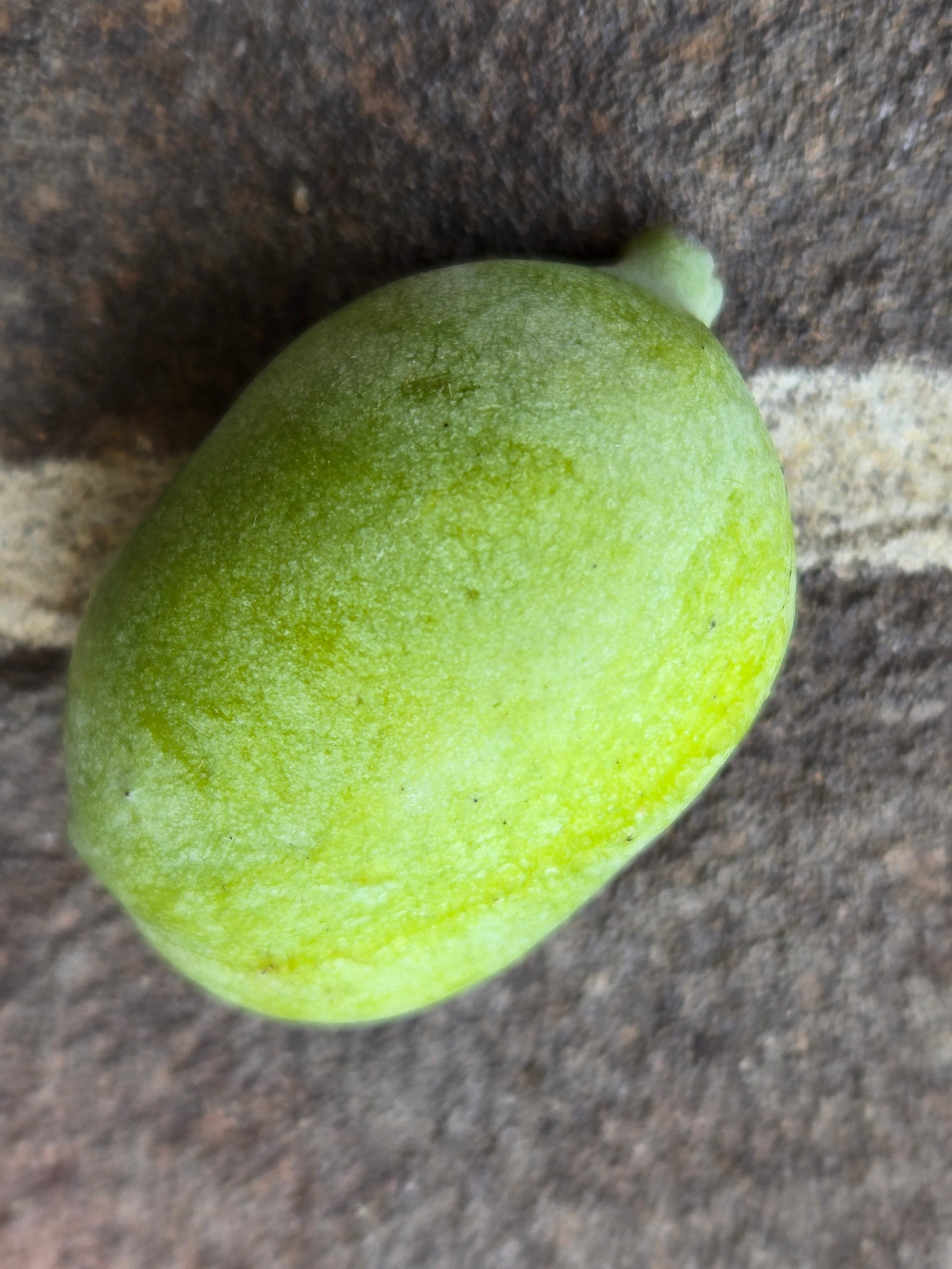 World’s Smallest Pawpaw – Mountain Figs