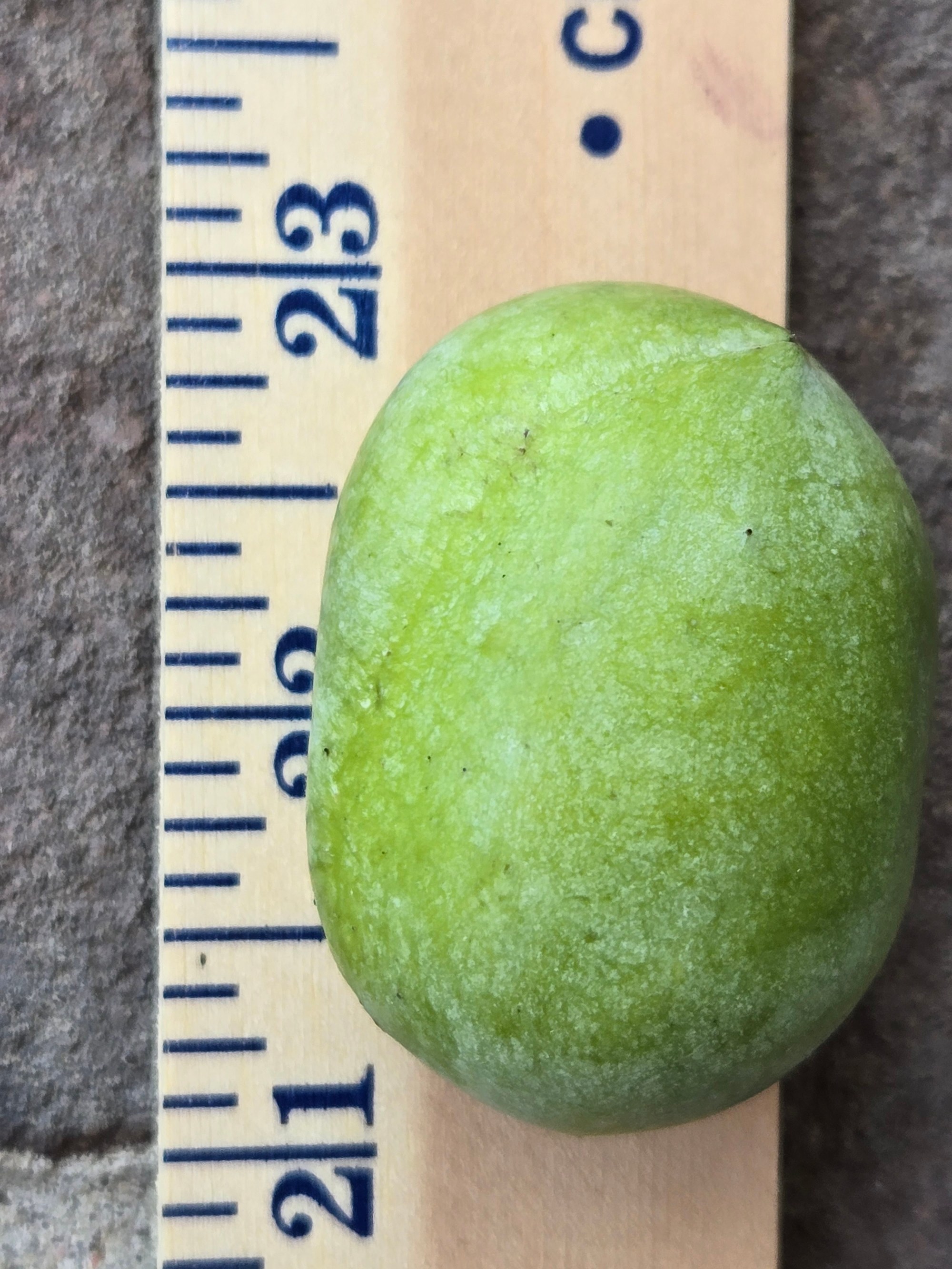 World’s Smallest Pawpaw – Mountain Figs